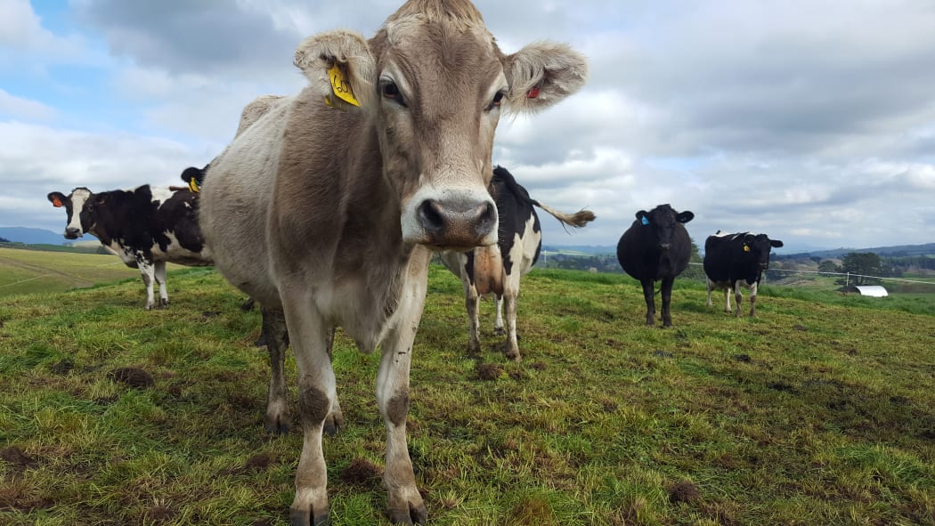 How now Swiss Brown cow? | RNZ
