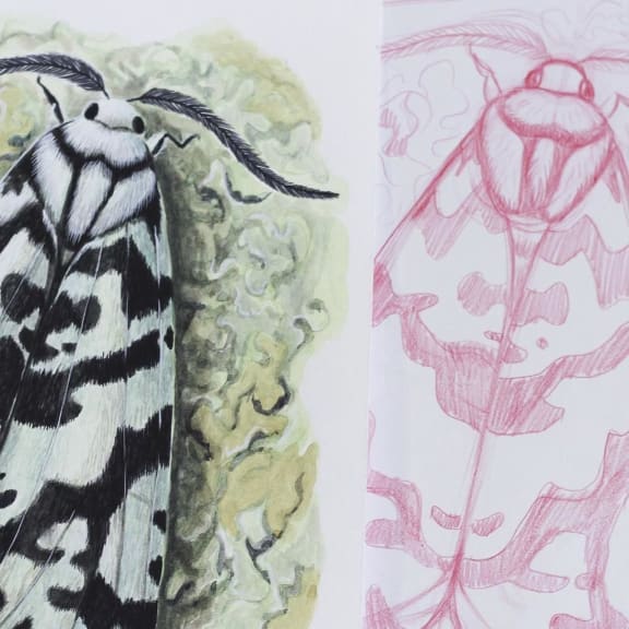 Playing cards with our native insects | RNZ