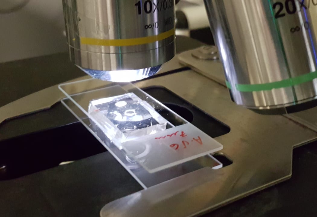 Honey, I shrunk the lab | RNZ