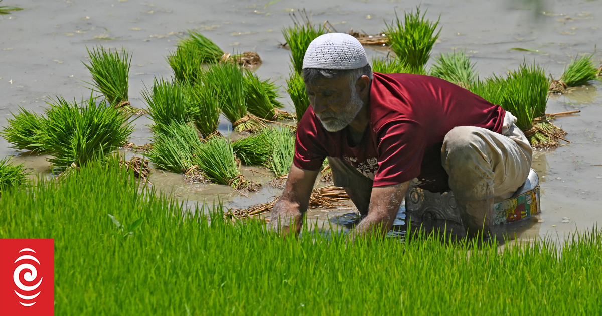 Bill Gates award for New Zealand sustainable rice production | RNZ