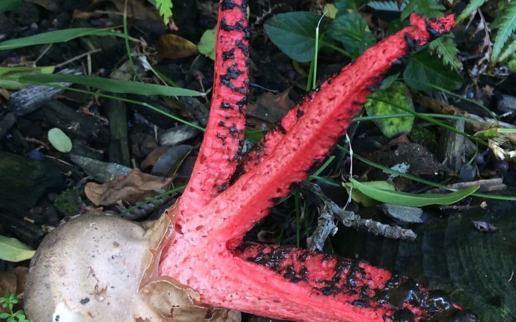 Critter of the Week: The Devil’s fingers fungus | RNZ