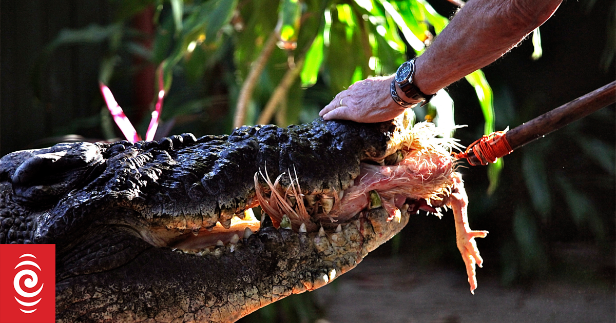World's largest captive crocodile Cassius dies in Australia | RNZ News World's largest captive crocodile Cassius dies in Australia | RNZ News