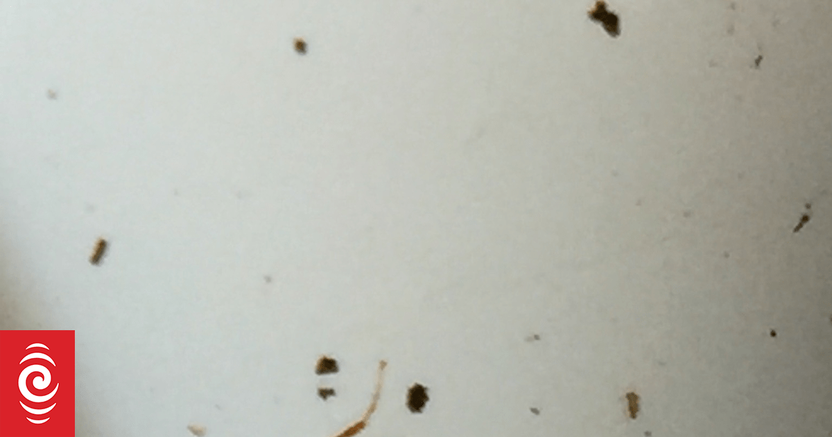 Critter of the Week: Glowworm parasite | RNZ