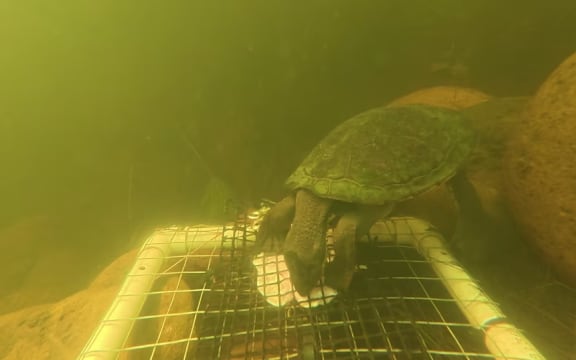 Endangered Australian turtle numbers holding steady after record ...