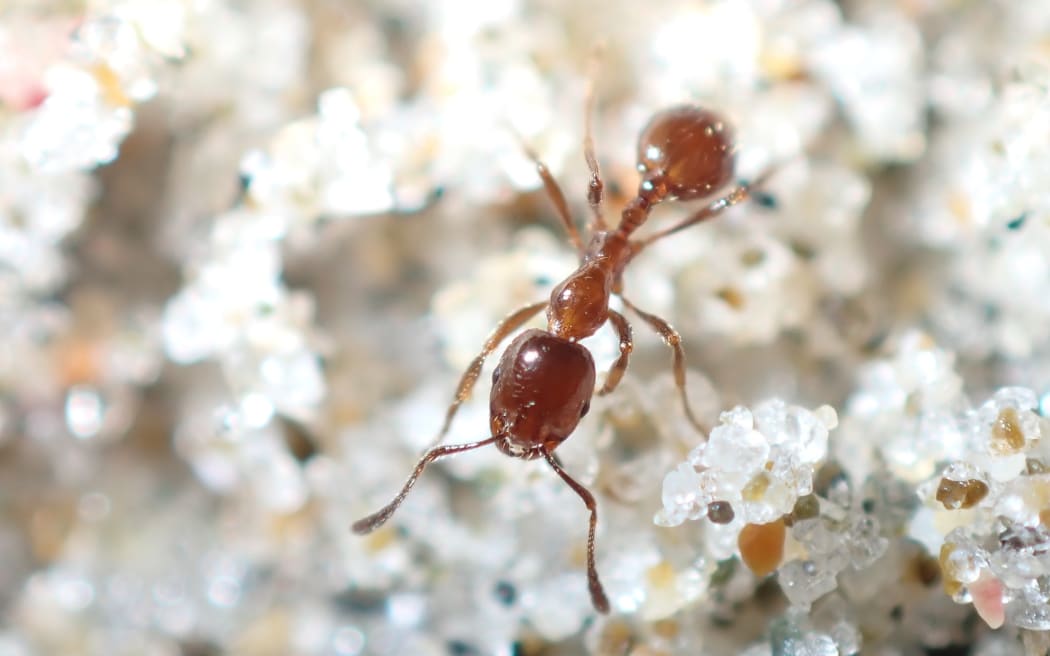 Critter of the Week: the native Southern ant | RNZ