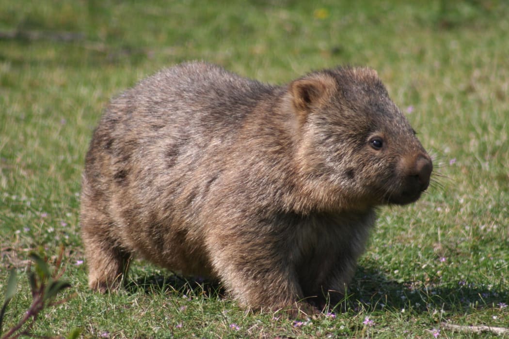 Australian bushfires: Which animals fare best and worst? | RNZ News