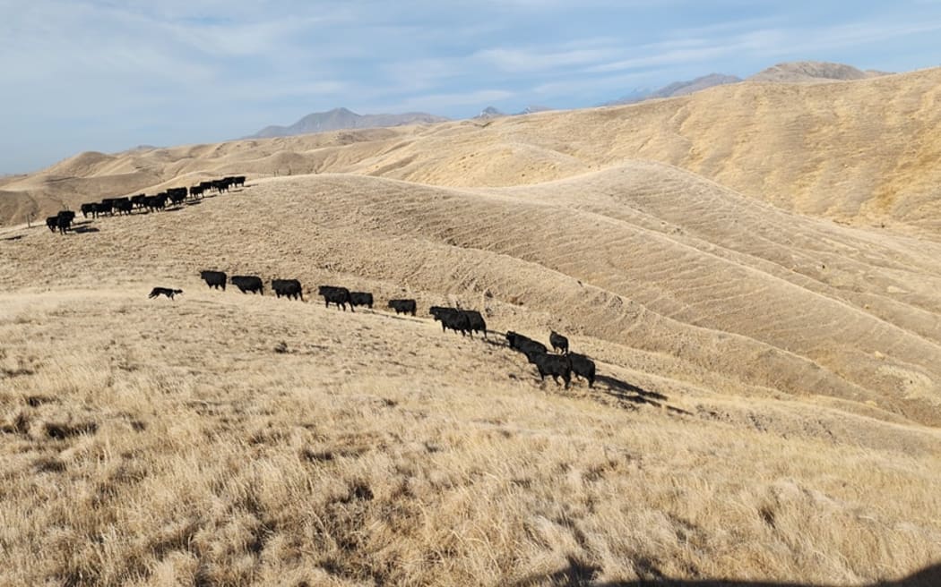 Conditions on upper South Island farms close to 'record dry' | RNZ News