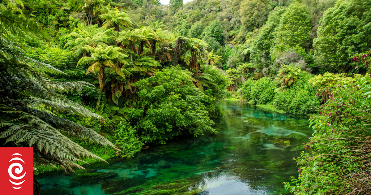 Leader warns tourism risks Blue Spring taonga | RNZ News