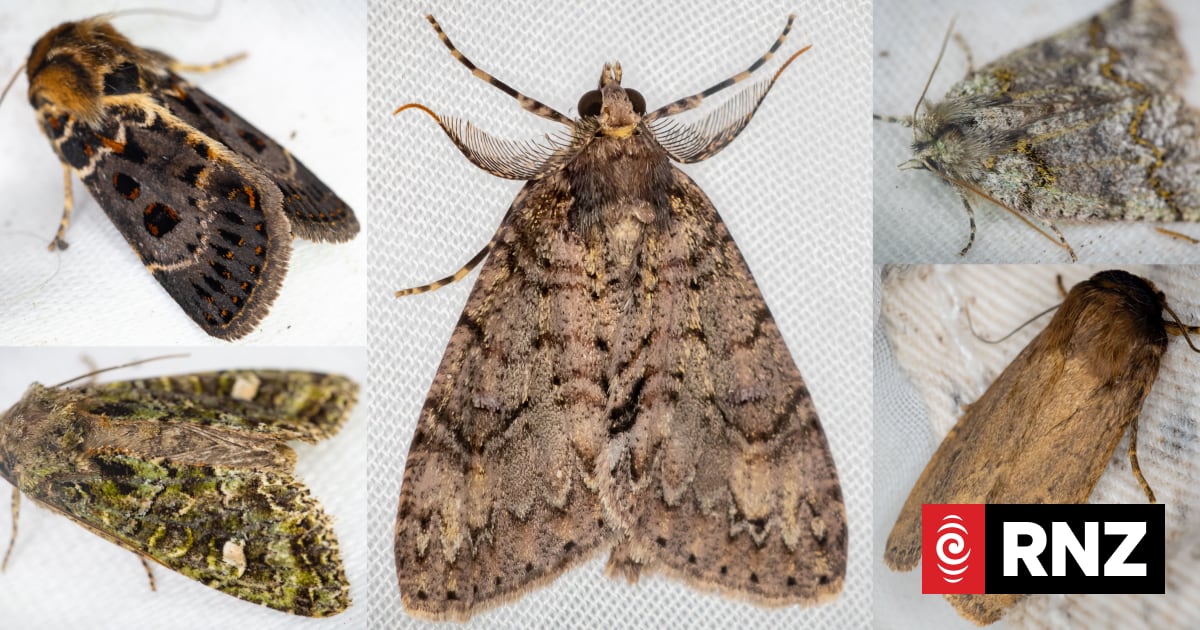 100-year moth project – in the footsteps of George Vernon Hudson | RNZ