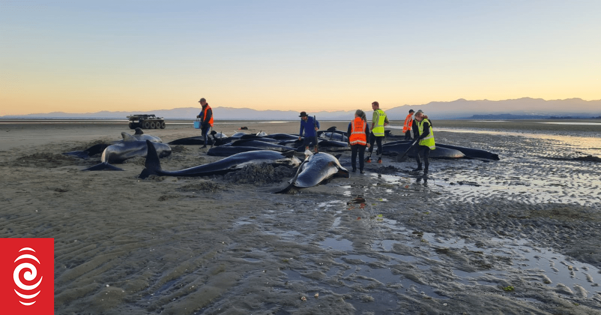 Rescuers work to keep stranded whales alive, one pod refloated ...