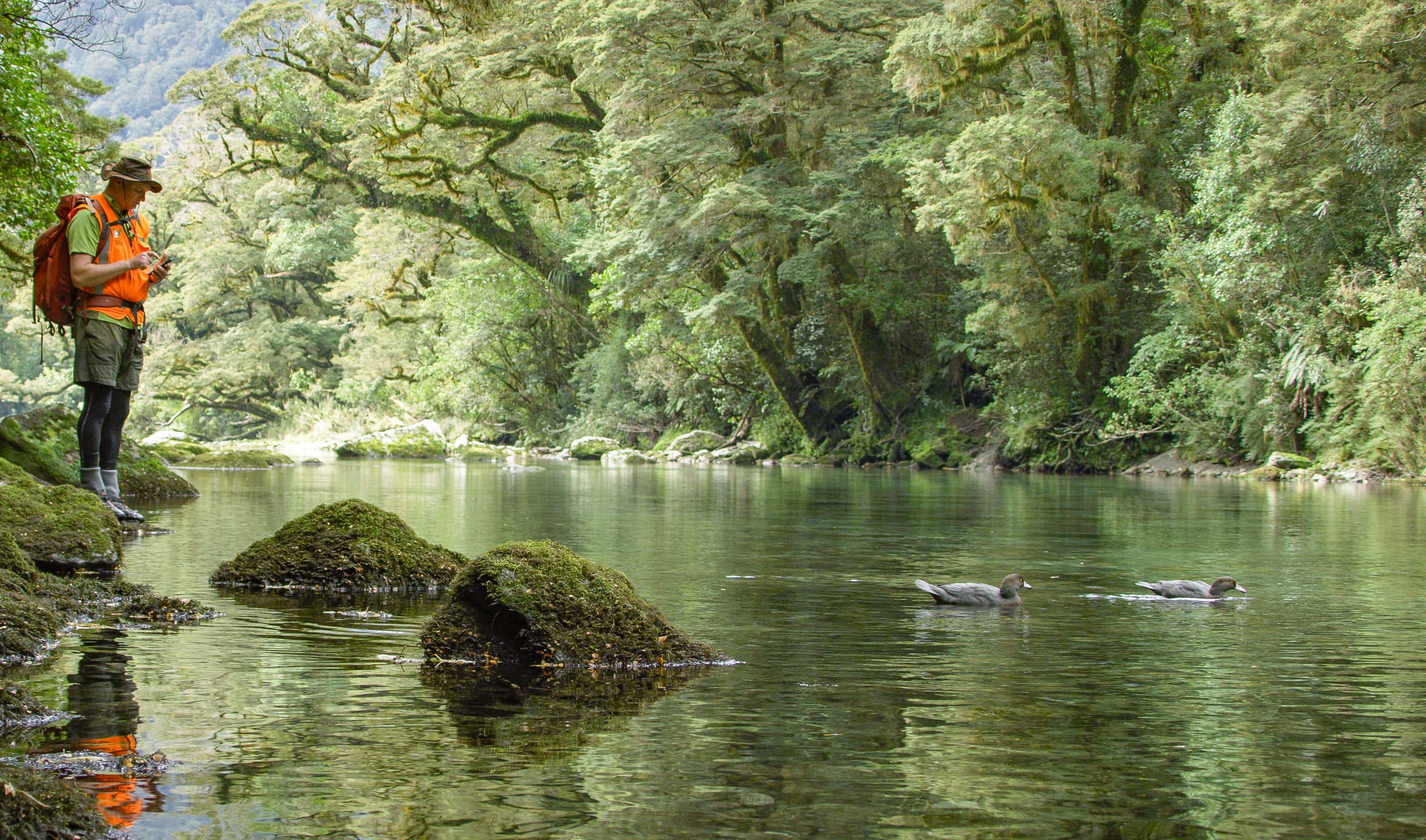 Whio ducks make a comeback after predator programme | RNZ News