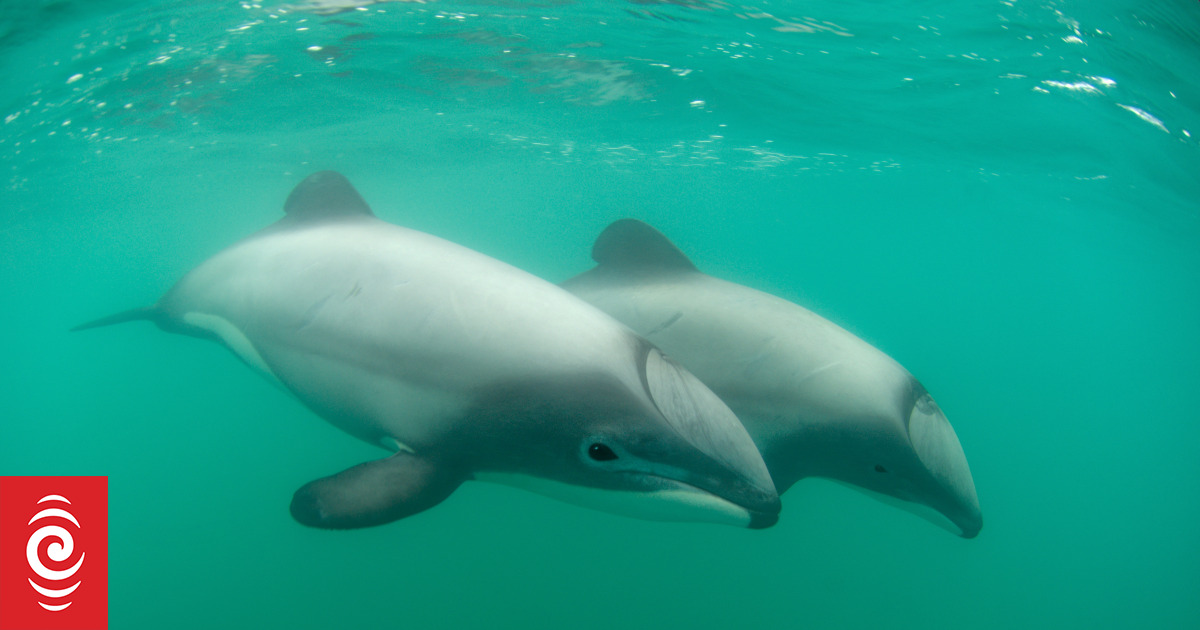 Fisheries NZ change to way fishing bycatch data reported worries ...