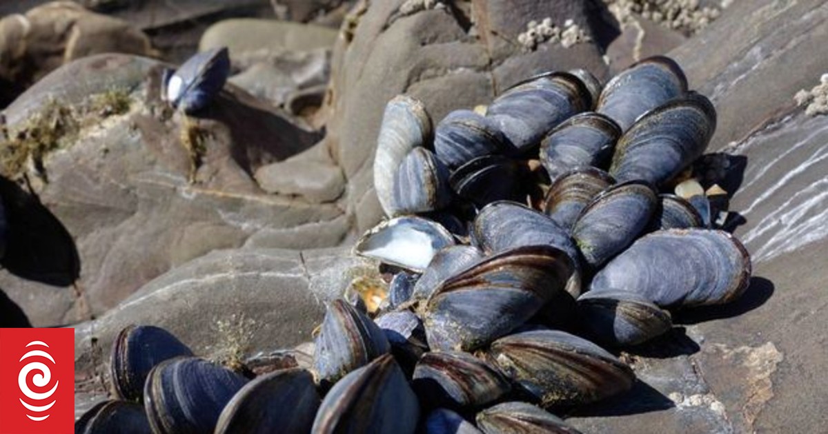 'Potentially lethal' shellfish toxin warning for Bay of Plenty ...