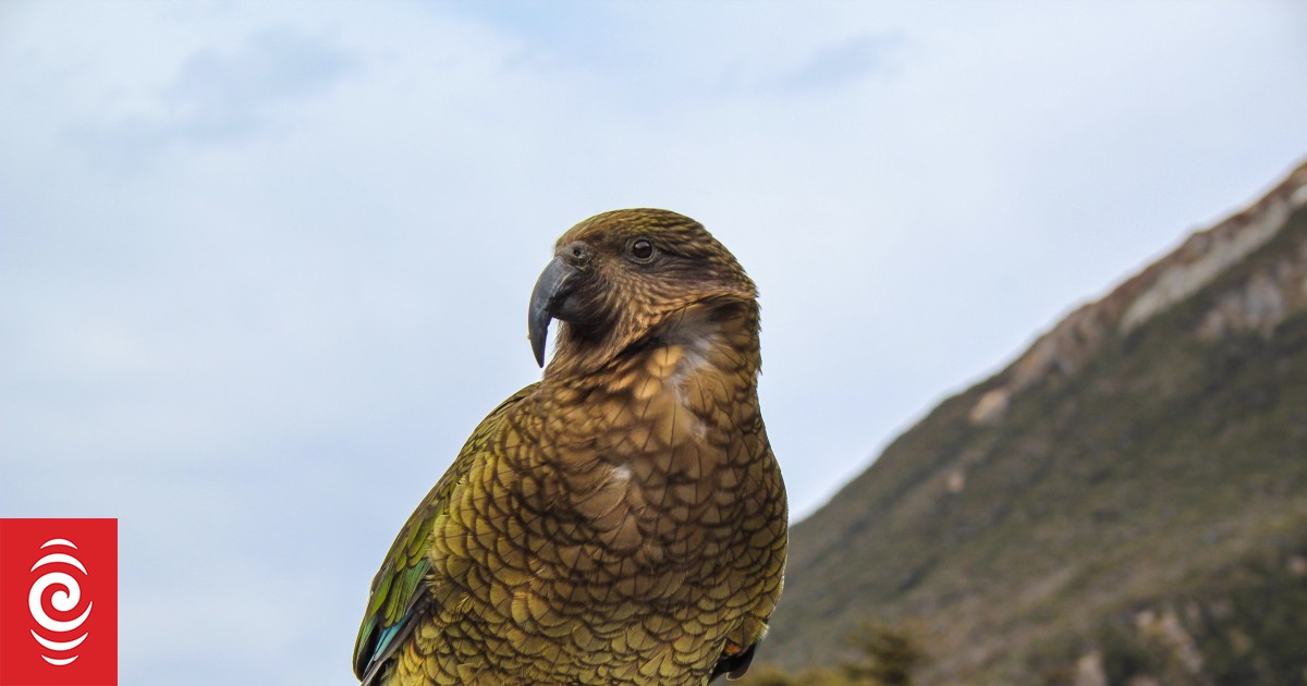 Six kea deaths attributed to 1080 predator poison | RNZ News