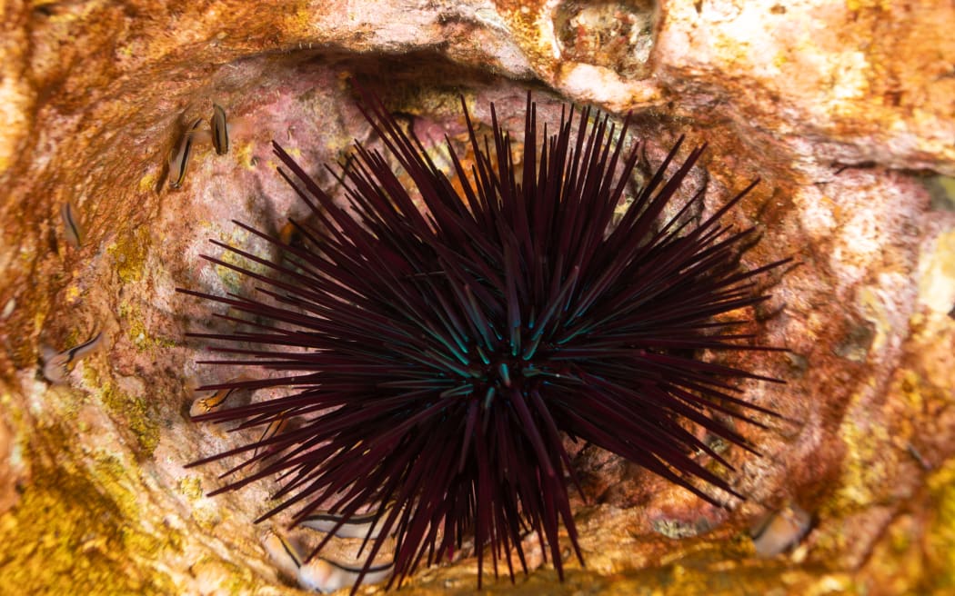 Our Changing World: The thorny issue of the long-spined sea urchin ...