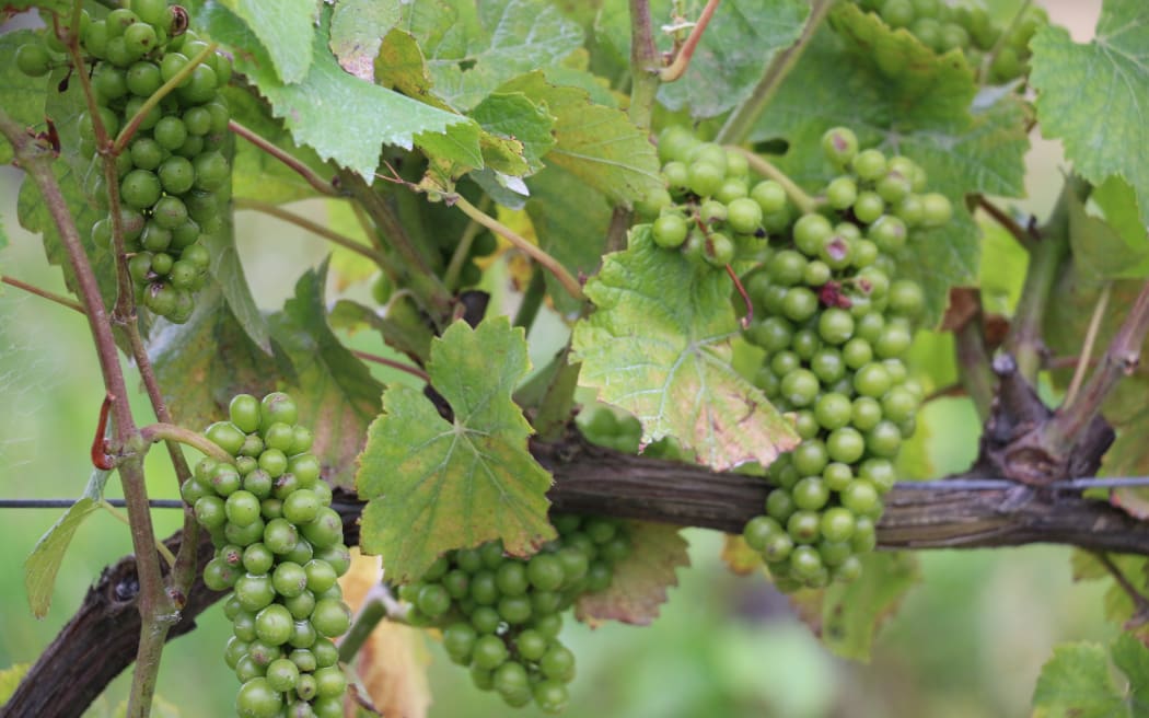 Grapes on track at estate-grown winery | RNZ