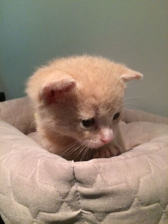 SPCA animals | A Gallery from Afternoons | RNZ National
