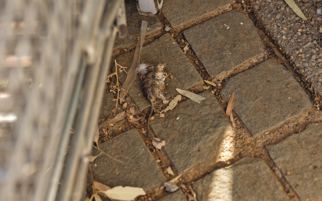 Worst-ever mouse plague in Morawa, Western Australia, leaves streets ...