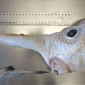 Spookfish and Other Deep Sea Sharks | RNZ