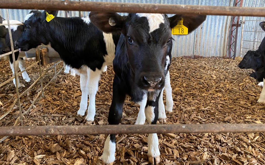 Calving brings the whisper of spring | RNZ