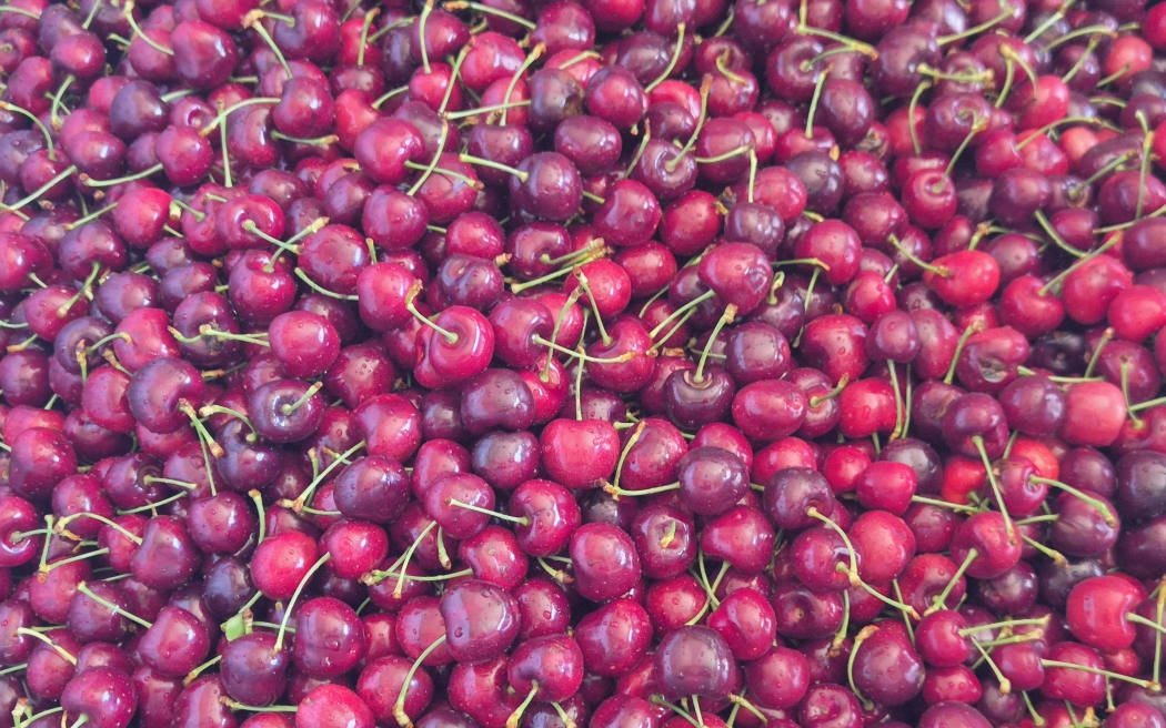 Country Life: Behind the scenes of Central Otago's cherry harvest | RNZ ...