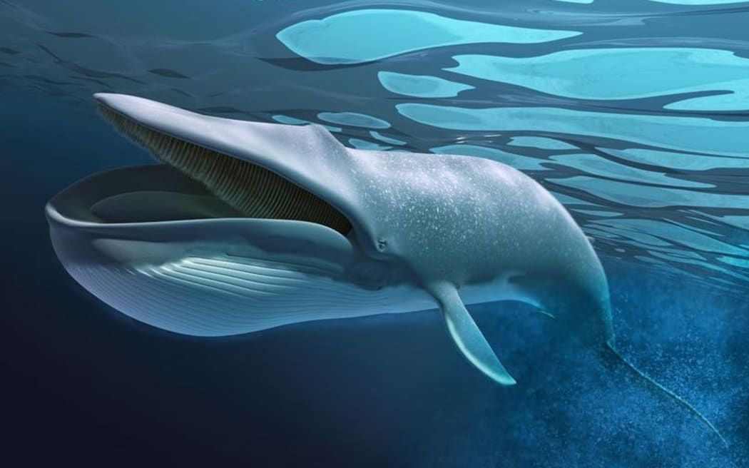 New baleen whale fossil reveals evolution secrets | RNZ