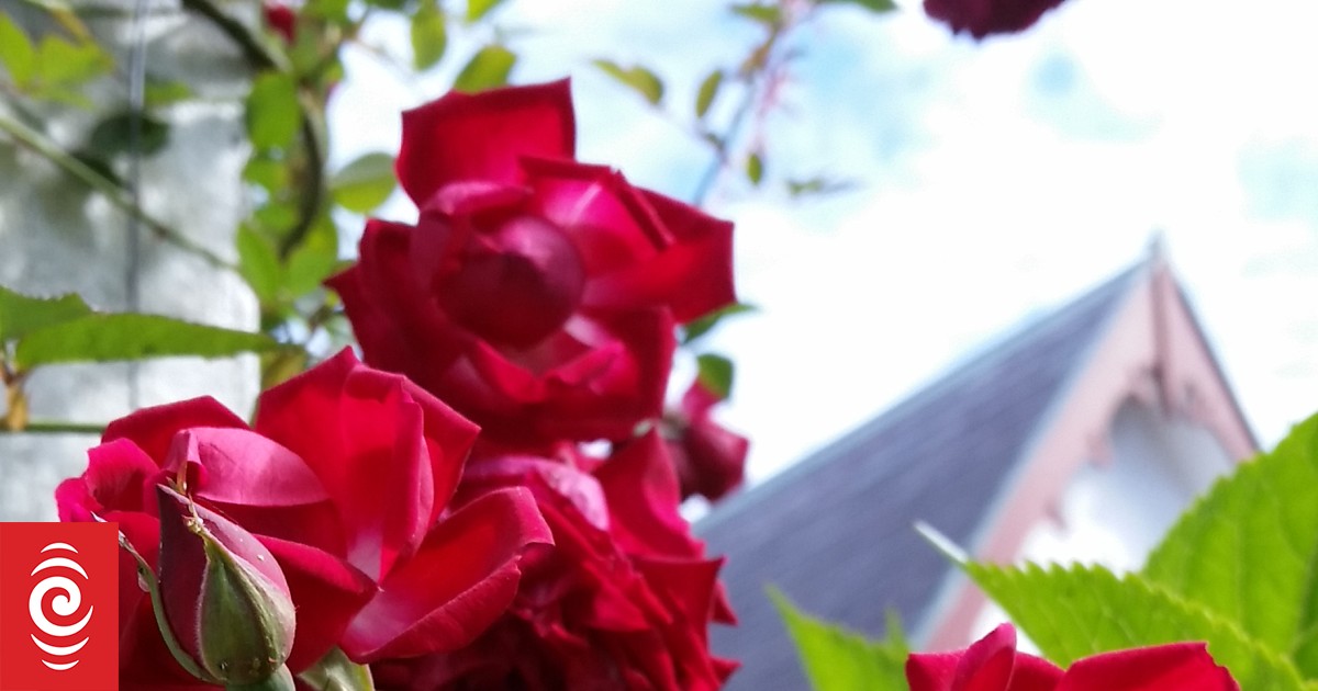 Blooming with history: bringing back NZ's heritage roses | RNZ