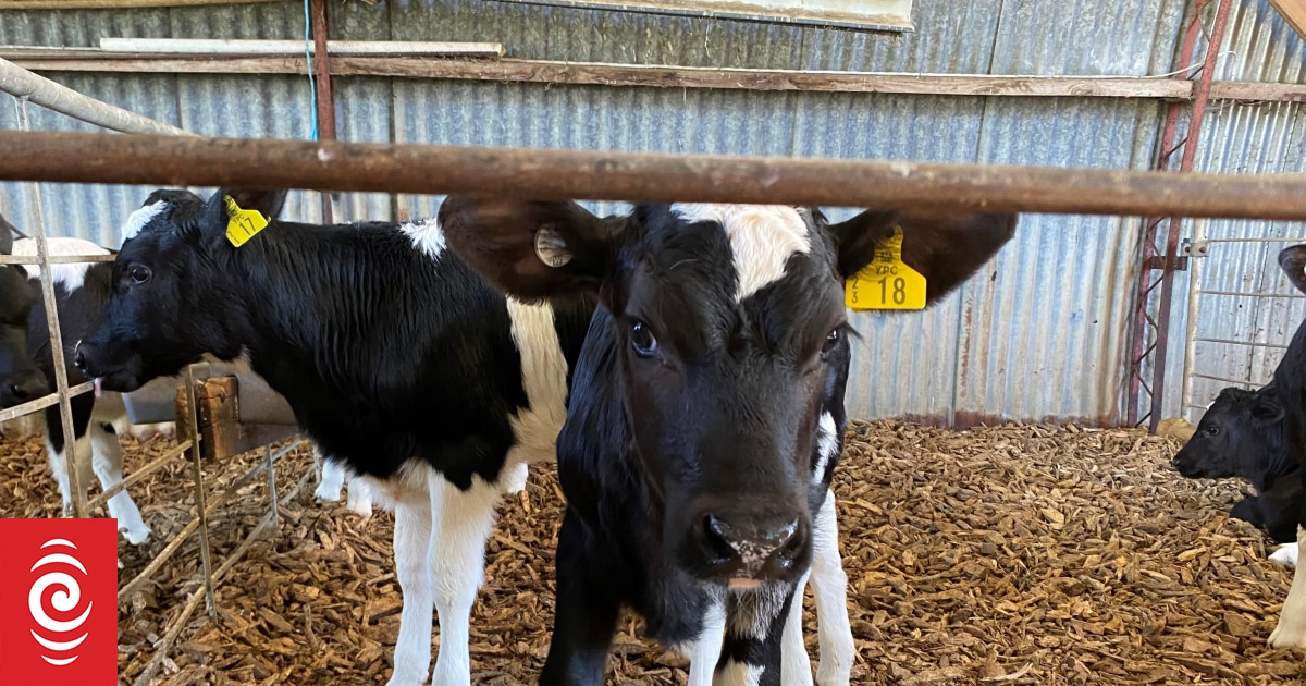 Calving brings the whisper of spring | RNZ