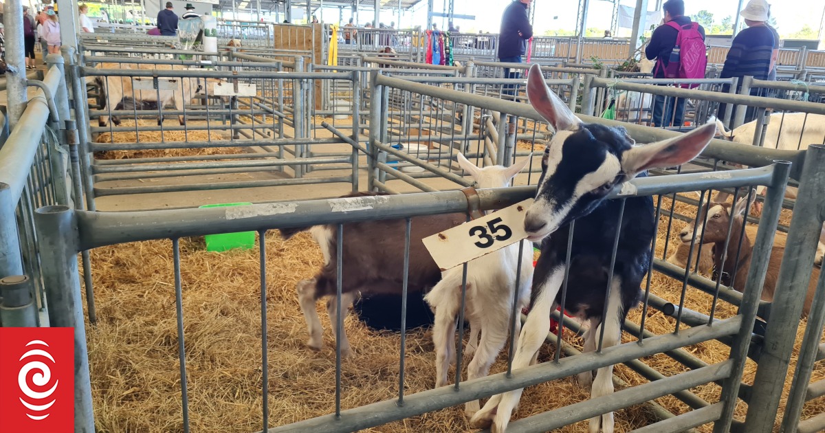 Around the motu: David Hill in North Canterbury | RNZ