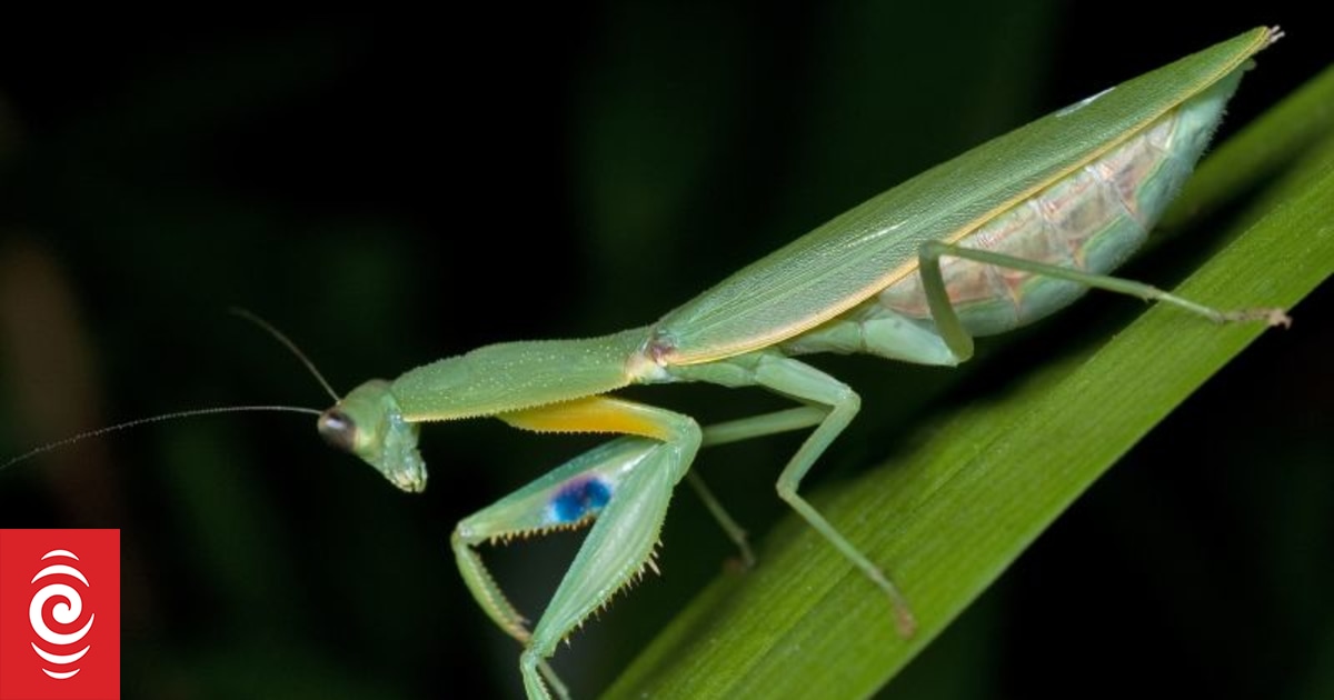 Critter of the week | RNZ