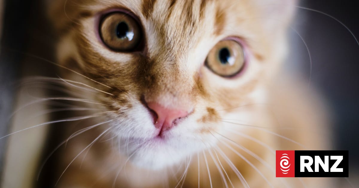 SPCA urges struggling pet owners to seek help | RNZ