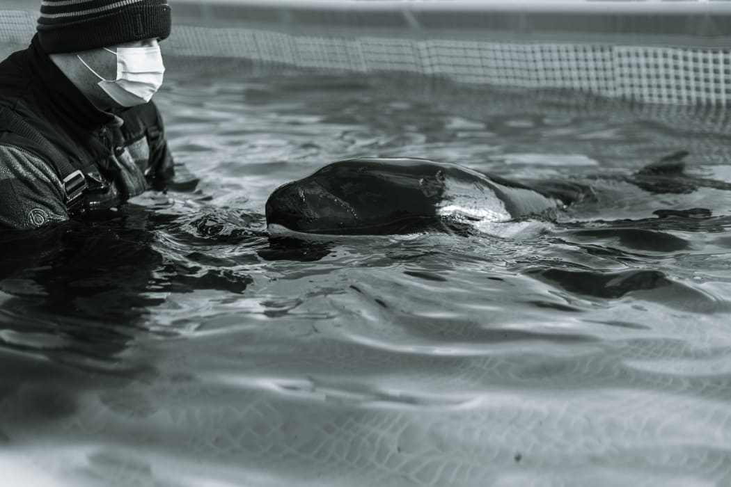 DOC's Orca care excedes budget by $17k | RNZ News