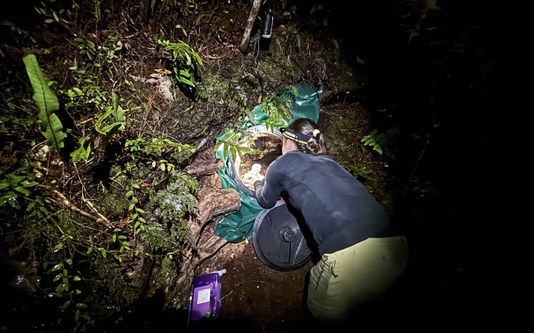 Our Changing World: Looking to a wild future for kākāpō | RNZ News