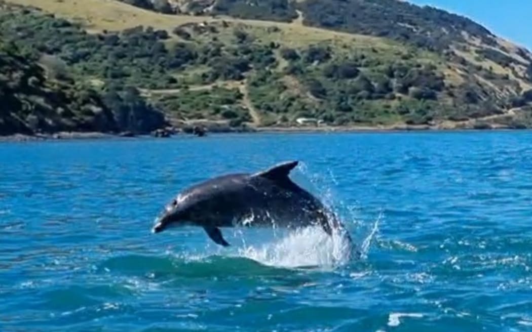 Viewers delighted by huge pod of bottlenose dolphins in Akaroa Harbour ...