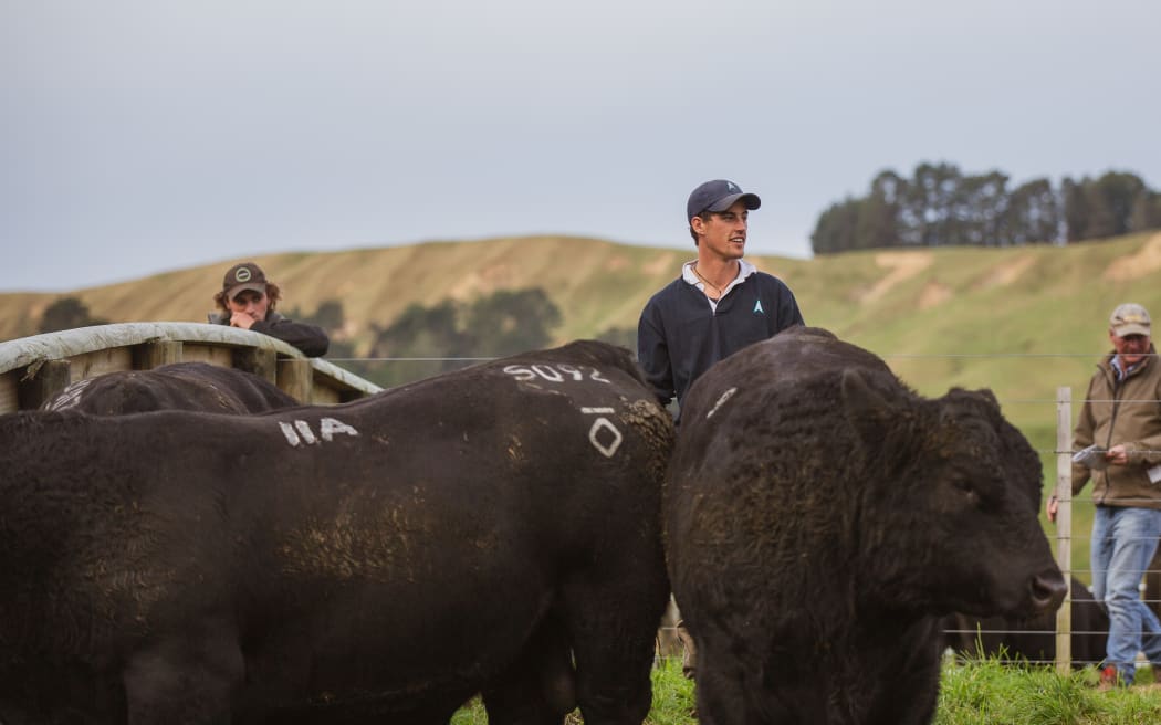 Bulls for sale after Gabrielle - celebrating the wins | RNZ