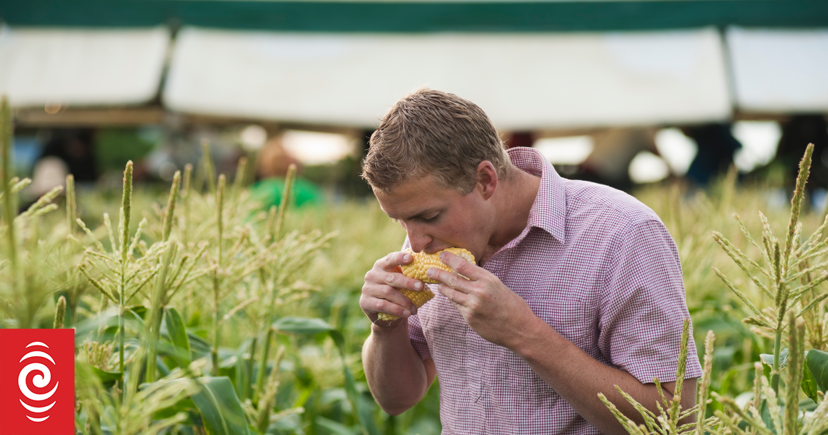 Sweetcorn crop harvested early after perfect growing conditions | RNZ News