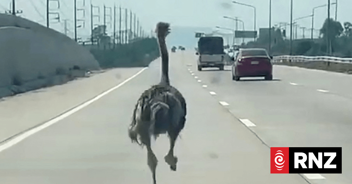 Ostrich on a side quest: runaway big bird sprints on Thai highway | RNZ ...