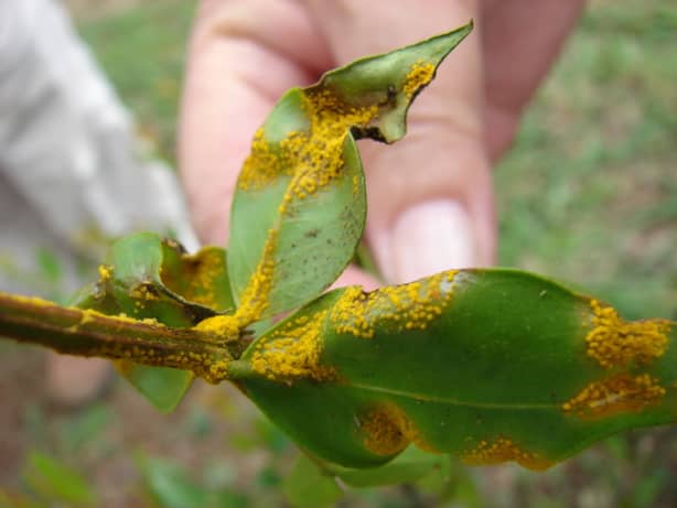 Plant disease puts native trees at risk | RNZ