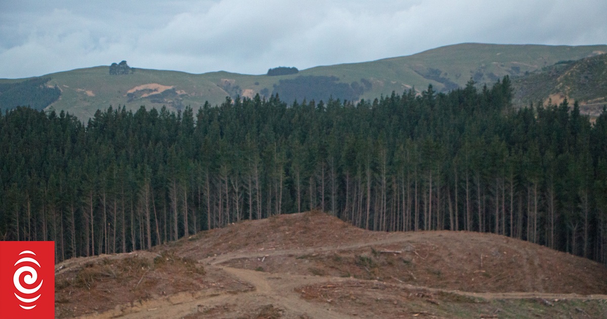 Cyclones Gabrielle and Gale leave harvested pine land bare | RNZ