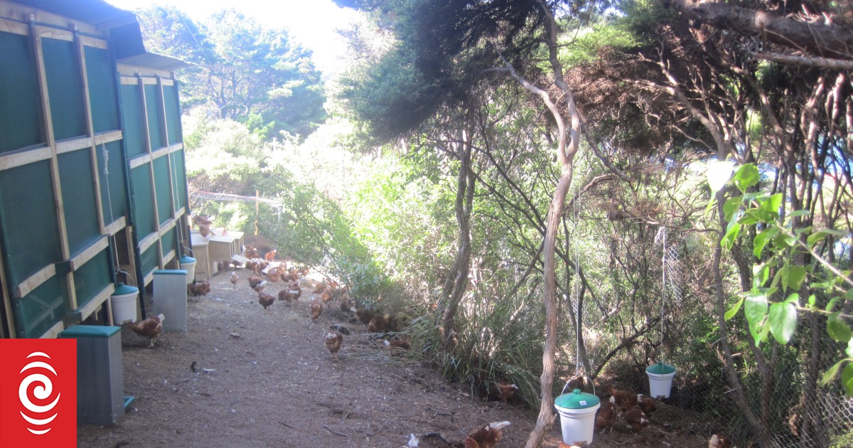 Skink-hunting hens supply for Auckland City Mission parcels | RNZ News