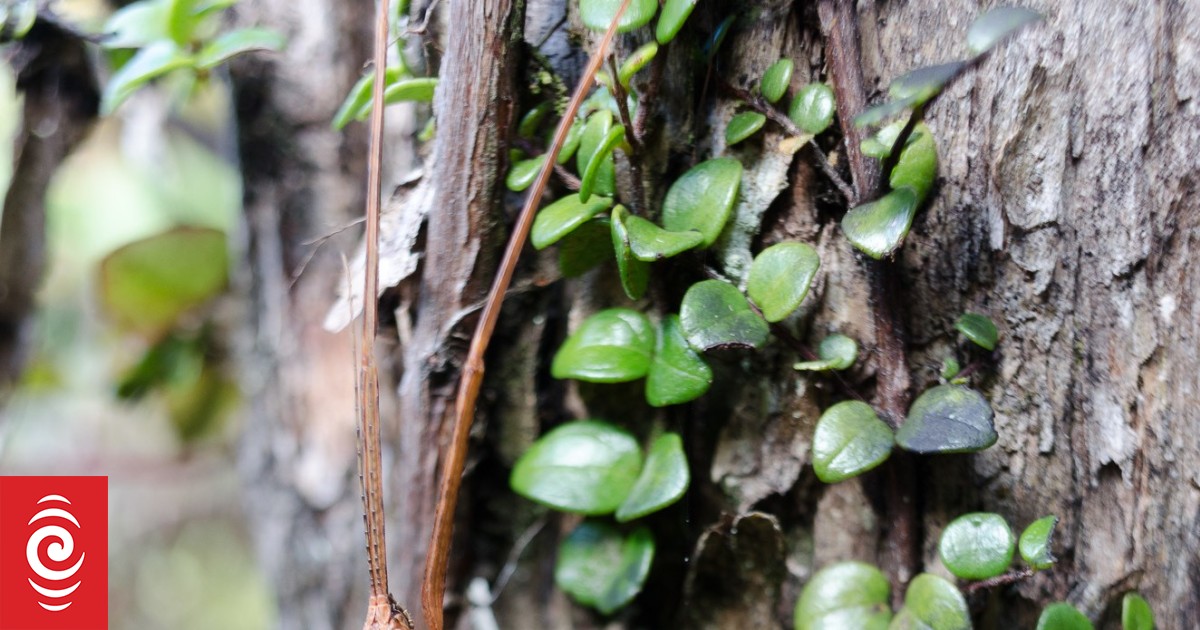 Critter of the Week | RNZ
