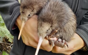 'Squadron of flying kiwi' to land in Wellington | RNZ News