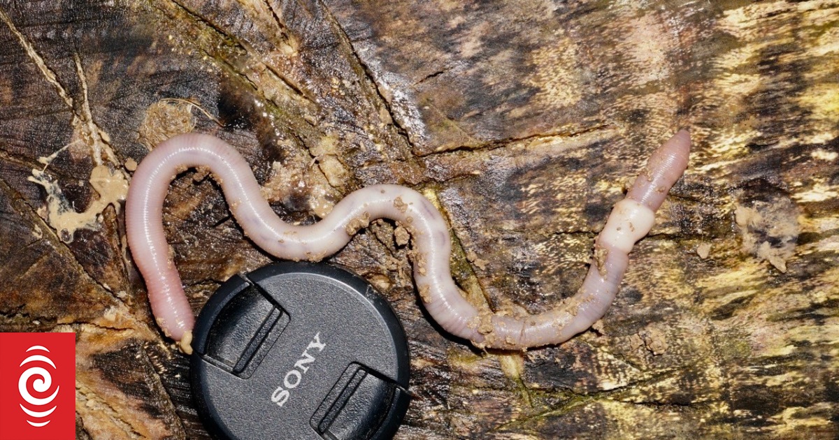 Critter of the Week: New Zealand earthworm | RNZ