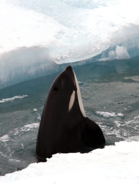 Orca in Antarctica | A Gallery from Nine To Noon | RNZ National
