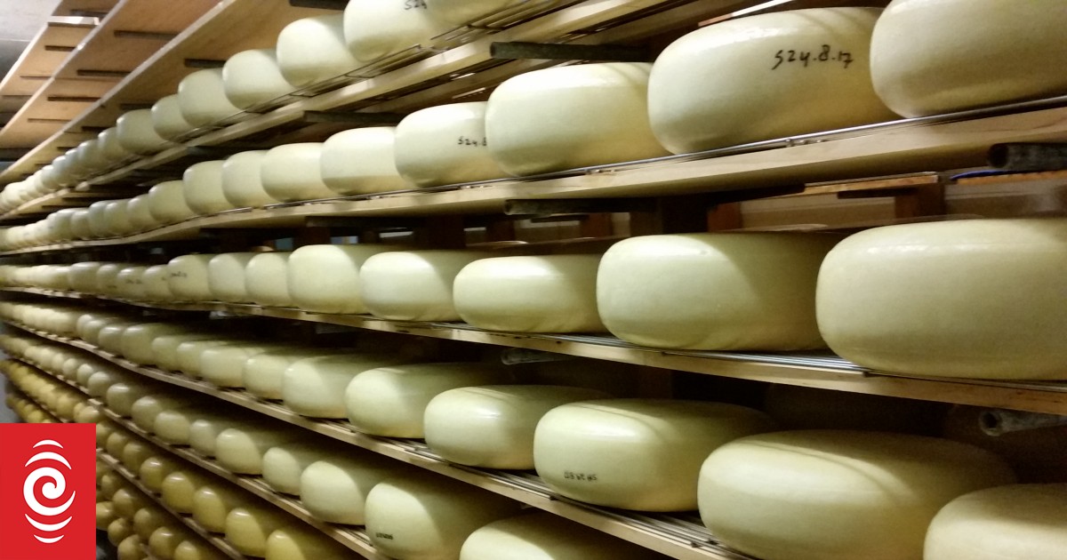 Mercer Cheese: homemade Dutch cheese from the Waikato | RNZ