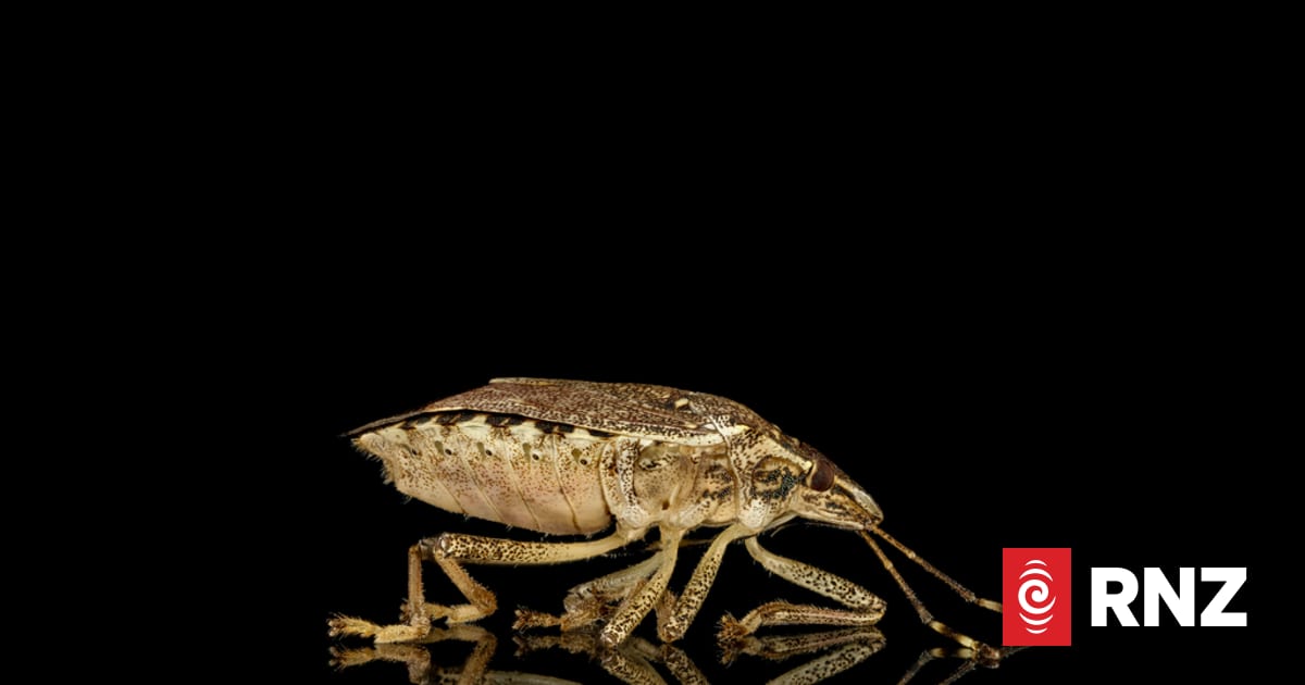 Foreign car firms say stink bug measures need strengthening | RNZ