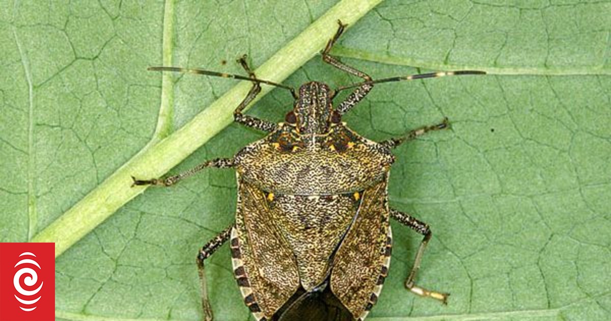 Stink bug practice for MPI | RNZ News