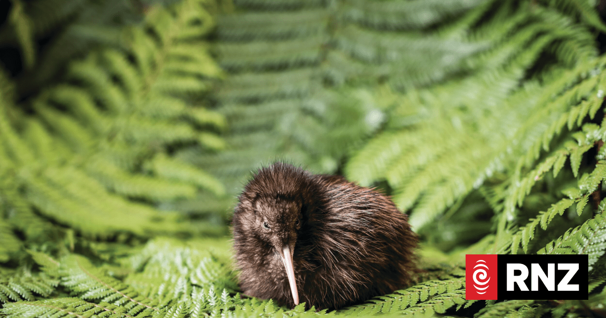 Our Changing World: How to grow a kiwi | RNZ News
