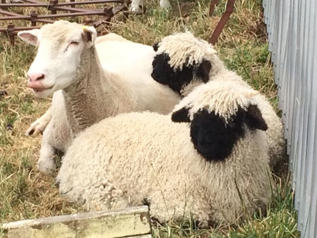 'The cutest sheep in the world' turns heads in Christchurch | RNZ News