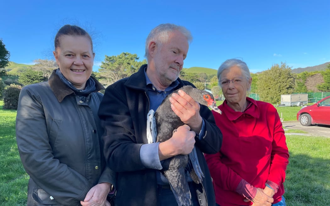 Woman saves muscovy duck from uncertain fate at Basin Reserve | RNZ News